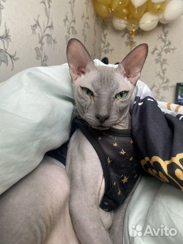 Донской сфинкс