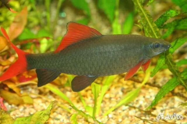 Рыбки лабео