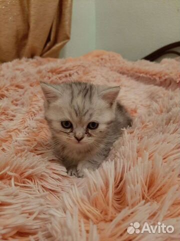 Шотландские котята