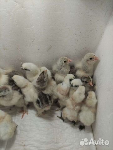 Китайские шёлковые цыплята и цыплята Брама