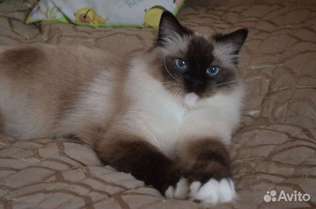 Рэгдолл, кошка