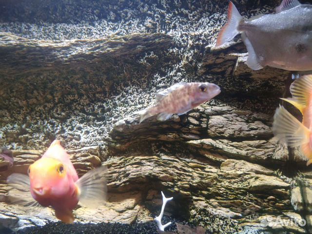 Рыбка аквариумная