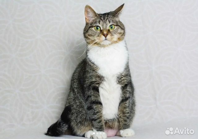 Кошка с умильной мимикой и килограммами счастья