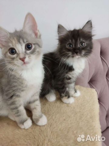 Кошки в добрые руки