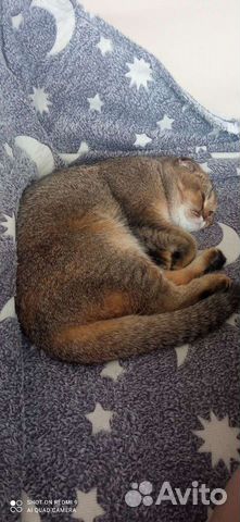 Кошка для вязки