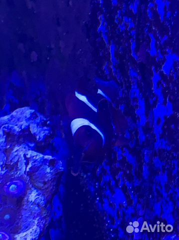 Рыбка морская