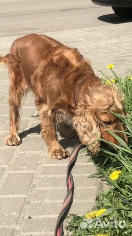 Английский Кокер спаниель шоколадный