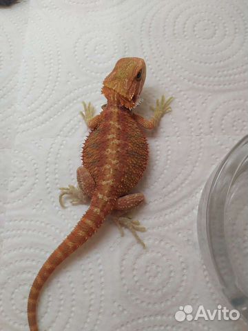 Бородатая агама