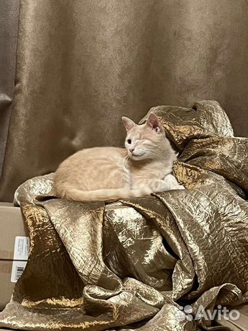 Кот Феликс