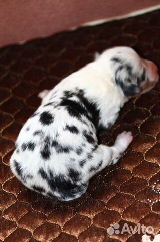 Щенки аусси