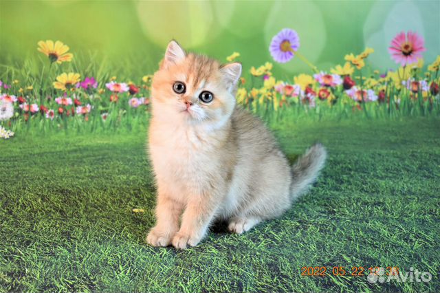 Британские котята