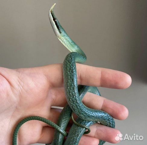 Полоз Буланже со всем необходимым для содержания