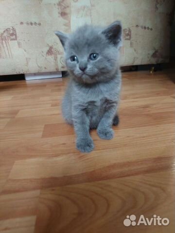 Британская короткошерстная