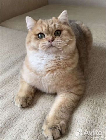 Золотая шиншилла кот
