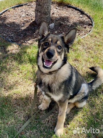 Собачка Дина в добрые руки