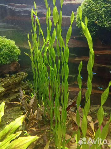 Валеснерия и эхинодорус рубин