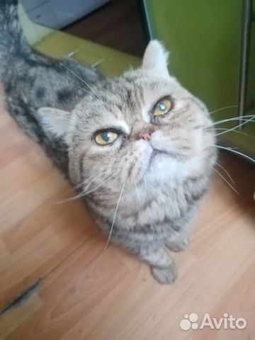 Британский кот