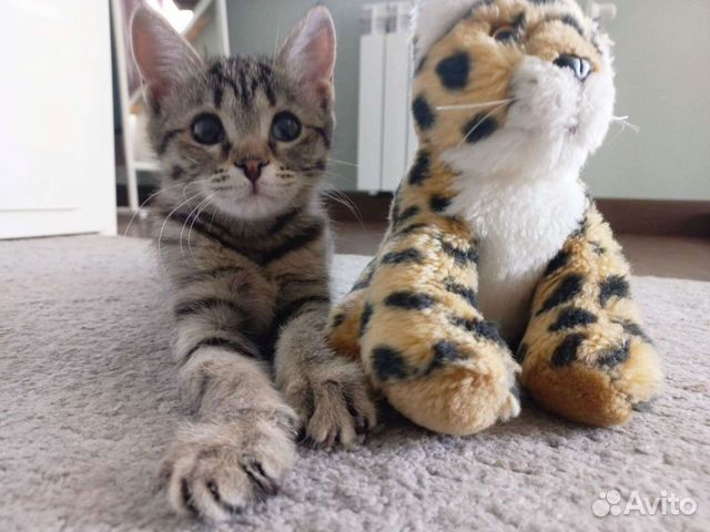 Котенок Тигра в дар. Доставка