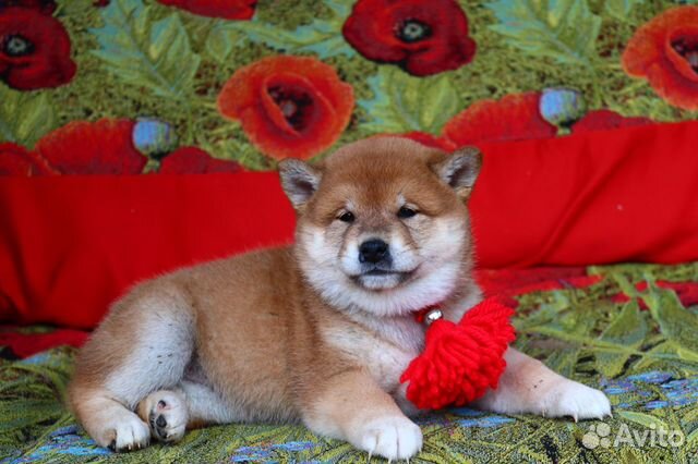 Девочка сибочка