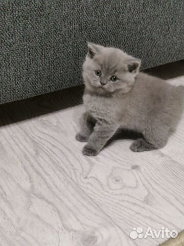 Британские котята