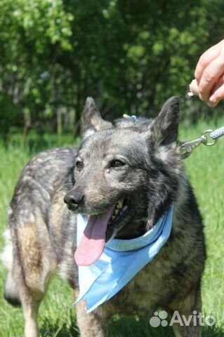 Собака Бинго в добрые руки