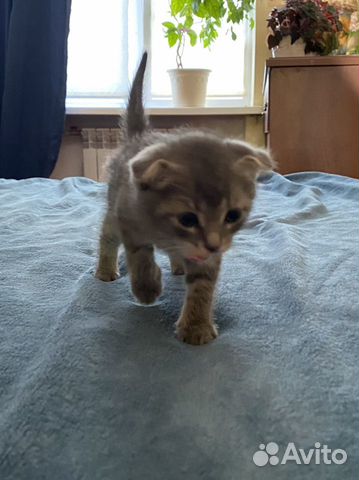 Шотландские вислоухие котята бесплатно