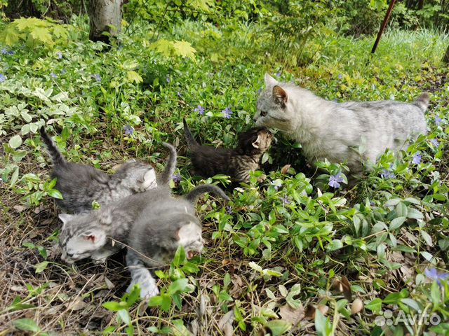 Британские котята-красавцы