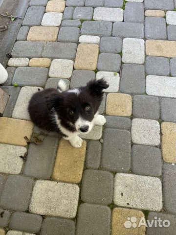 Отдам. Девочка. Нашли на садах.Будет маленькой