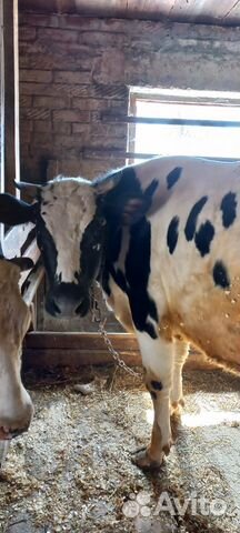 Корова хорошая дойная
