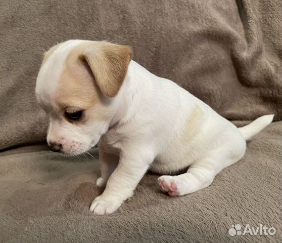 Щенки джек Рассел терьер гладкошерстный