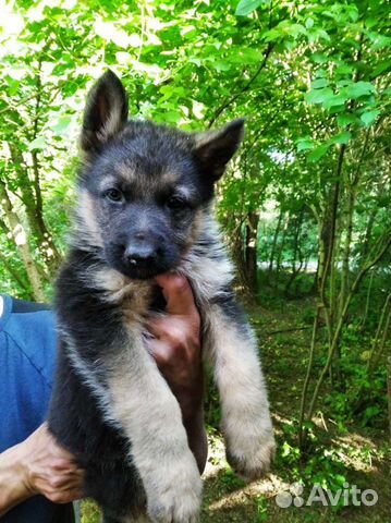 Щенки немецкой овчарки