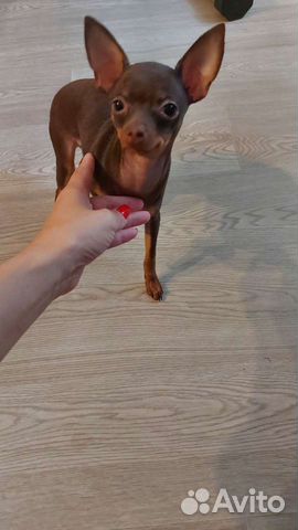 Мини той-терьер