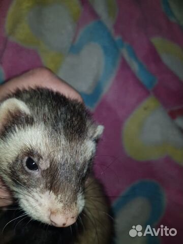 Хорек (фретка )