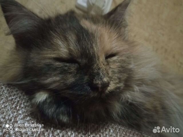 Котята от некрупной трехцветной кошки