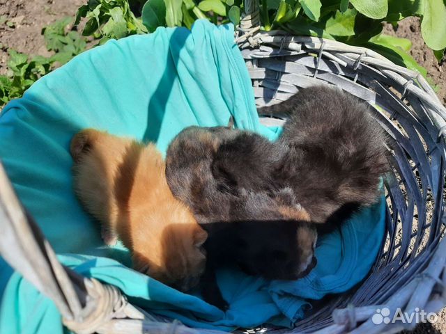 Котята в добрые руки бесплатно