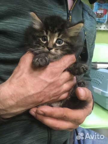 Котенок 2 месяца