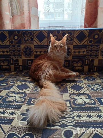 Кошка мэйн кун