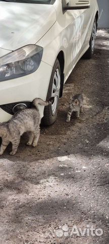 Котеночек с шотландскими генами