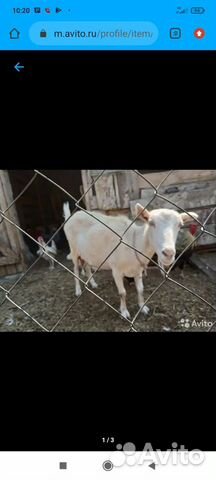 Коза дойная молочная