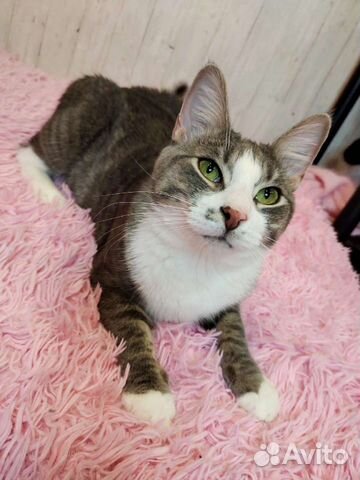 Кошка в дар бесплатно