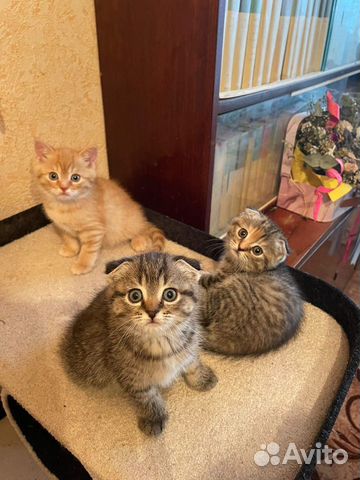 Мурчащее счастье