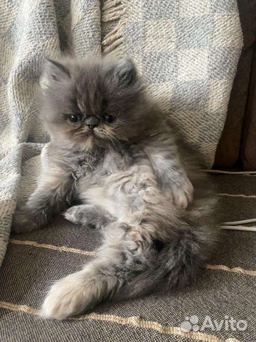 Персидская кошечка (экзот)