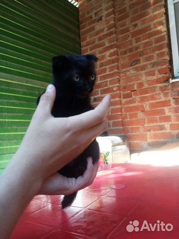 Черный котенок