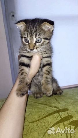 Британская вислоухая кошка