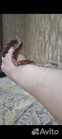 Маисовый полоз