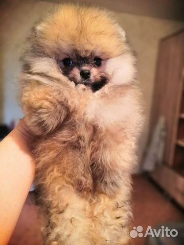 Померанский шпиц