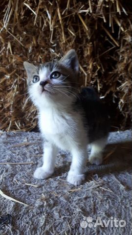 Кошка в дар