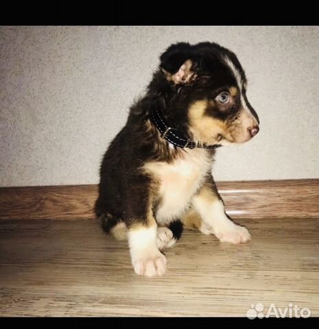 Щенок помесь 2.5 мес