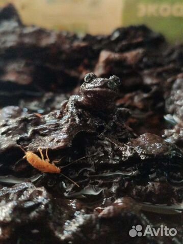 Лягушка Theloderma stellatum