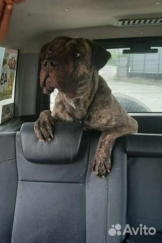 Канарский дог